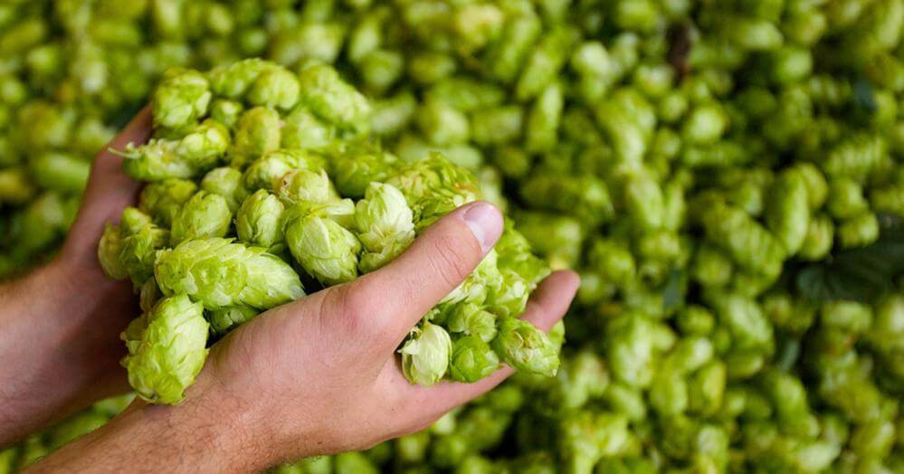 These Guys Just Made the Most Bitter Beer in the World – AleHorn